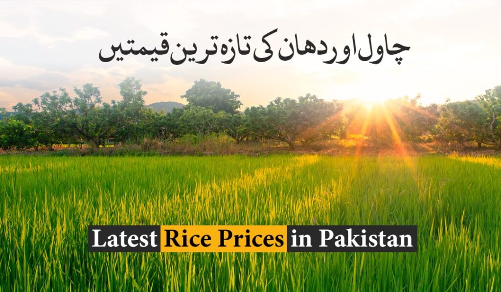 Today Ghalla Mandi Rates in Pakistan – Wheat, Corn, Crops